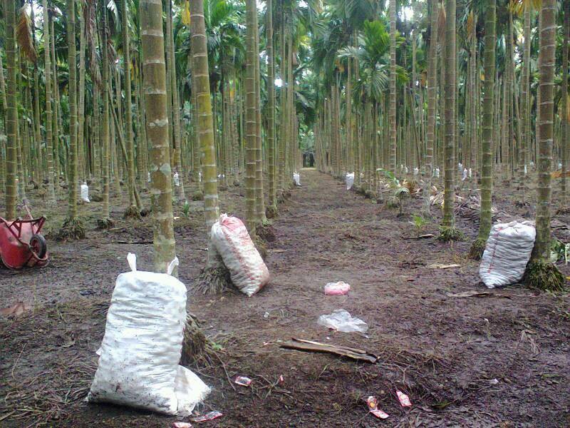 RAHASIA SUSKSES BUDIDAYA GAHARU: kebun pinang Jenis pinang Betara Unggul