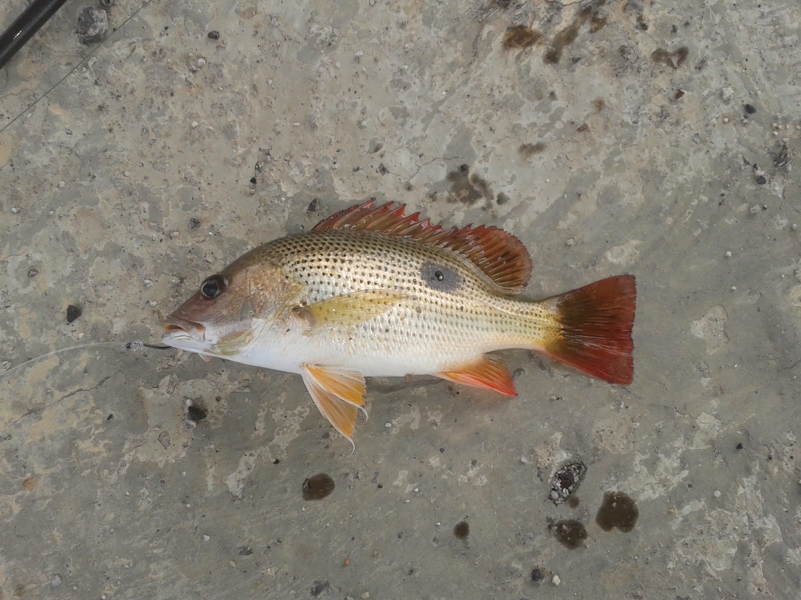 KENALI IKAN LAUT KITA: IKAN JENAHAK (golden snaper)