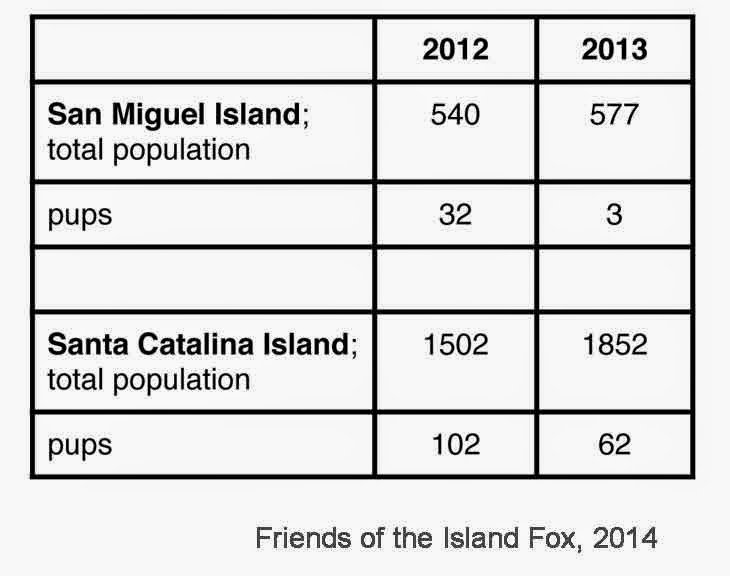 Friends of the Island Fox: The Science of Counting Island Foxes