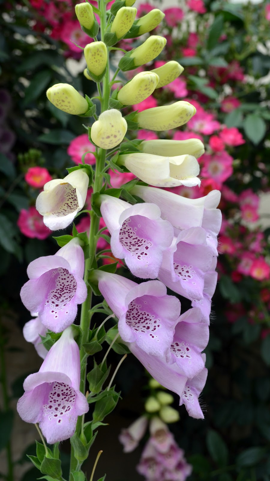 Jurnal de gradina: Clopotei