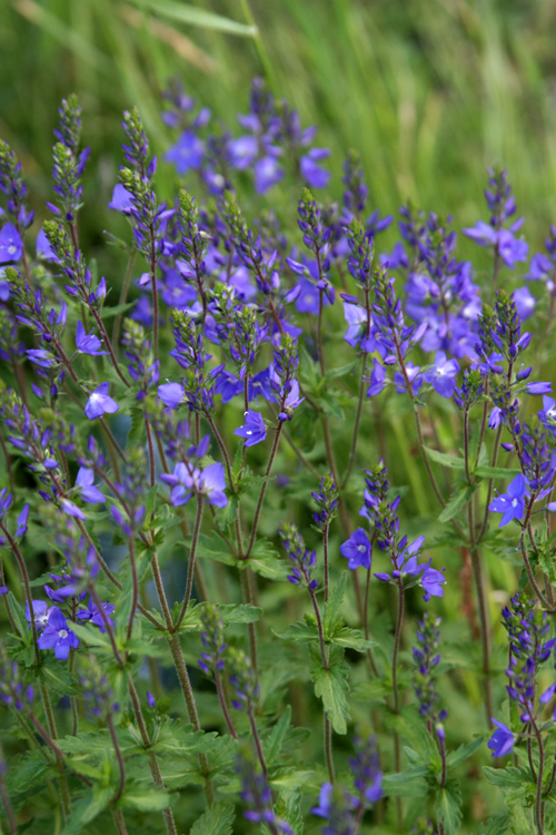 Healing Weeds: Speedwell
