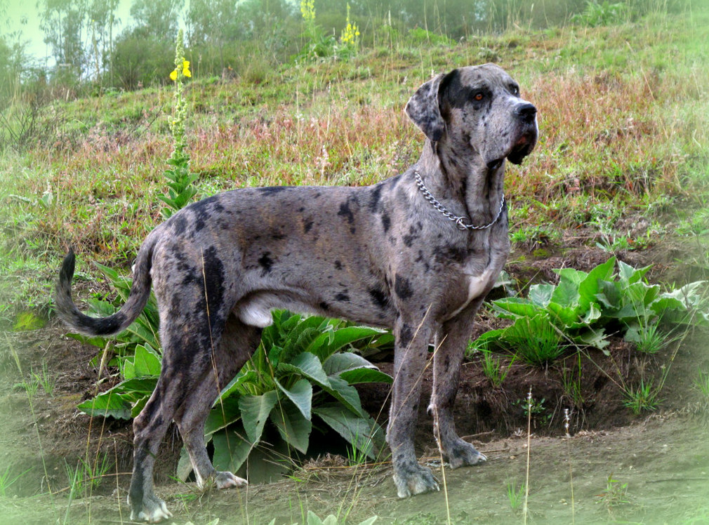 NUNCAJAMAS COCKER: ¿QUÉ ES EL COLOR MERLE (O MIRLO)? (SPANISH & ENGLISH)