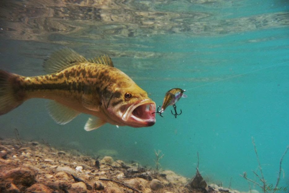 La pesca del Black Bass en Verano