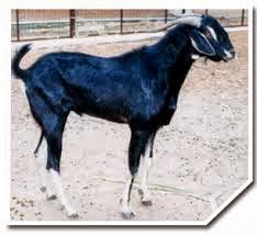Dairy Farming: Indian Goat Images