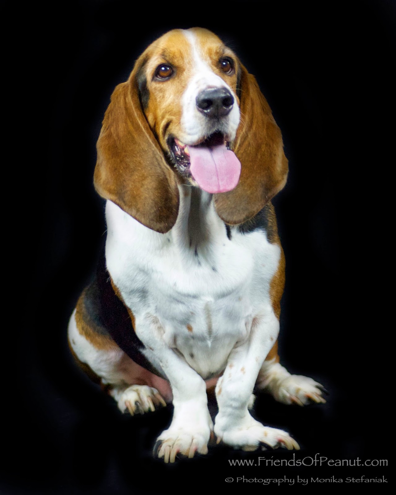 Friends of Peanut - Private Dog Boarding: Mugsy