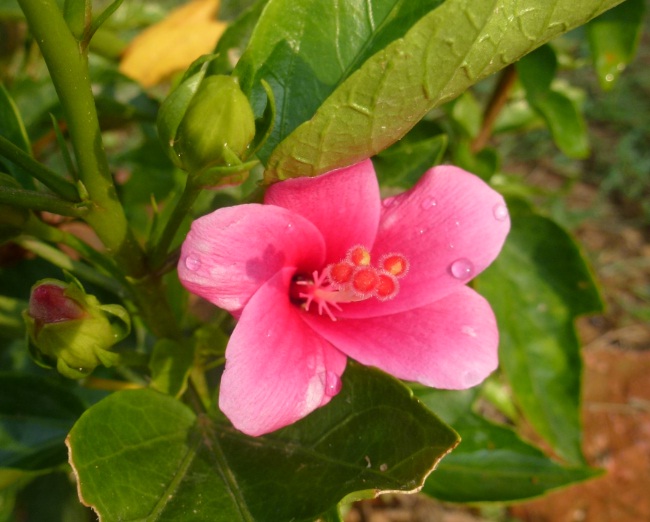 Greenfingers: Bunga Raya 'Pink' yang Halus Manis
