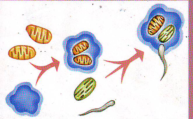 EL ORIGEN DE LAS CÉLULAS