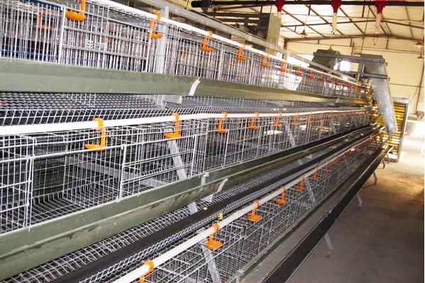 38+ Desain Kandang Ternak Babi Pics