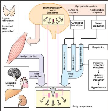Mekanisme Demam | Tongkat Aesculapius