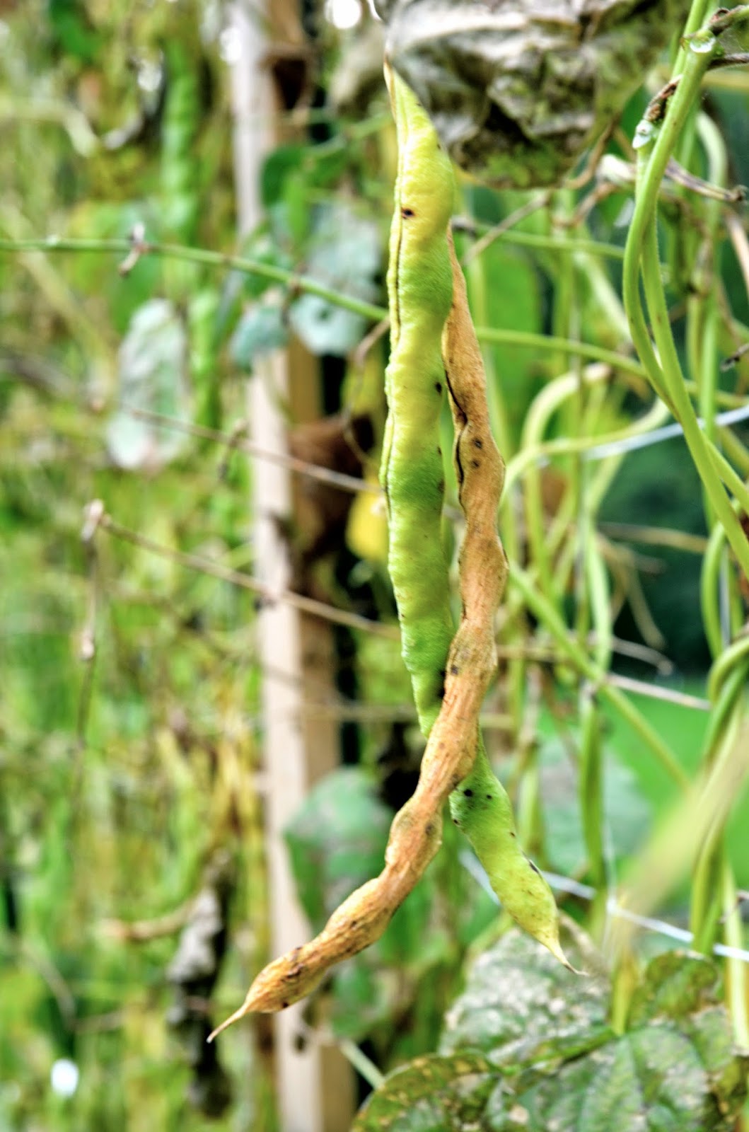 Tilting At Windmills: Signs of Early Fall