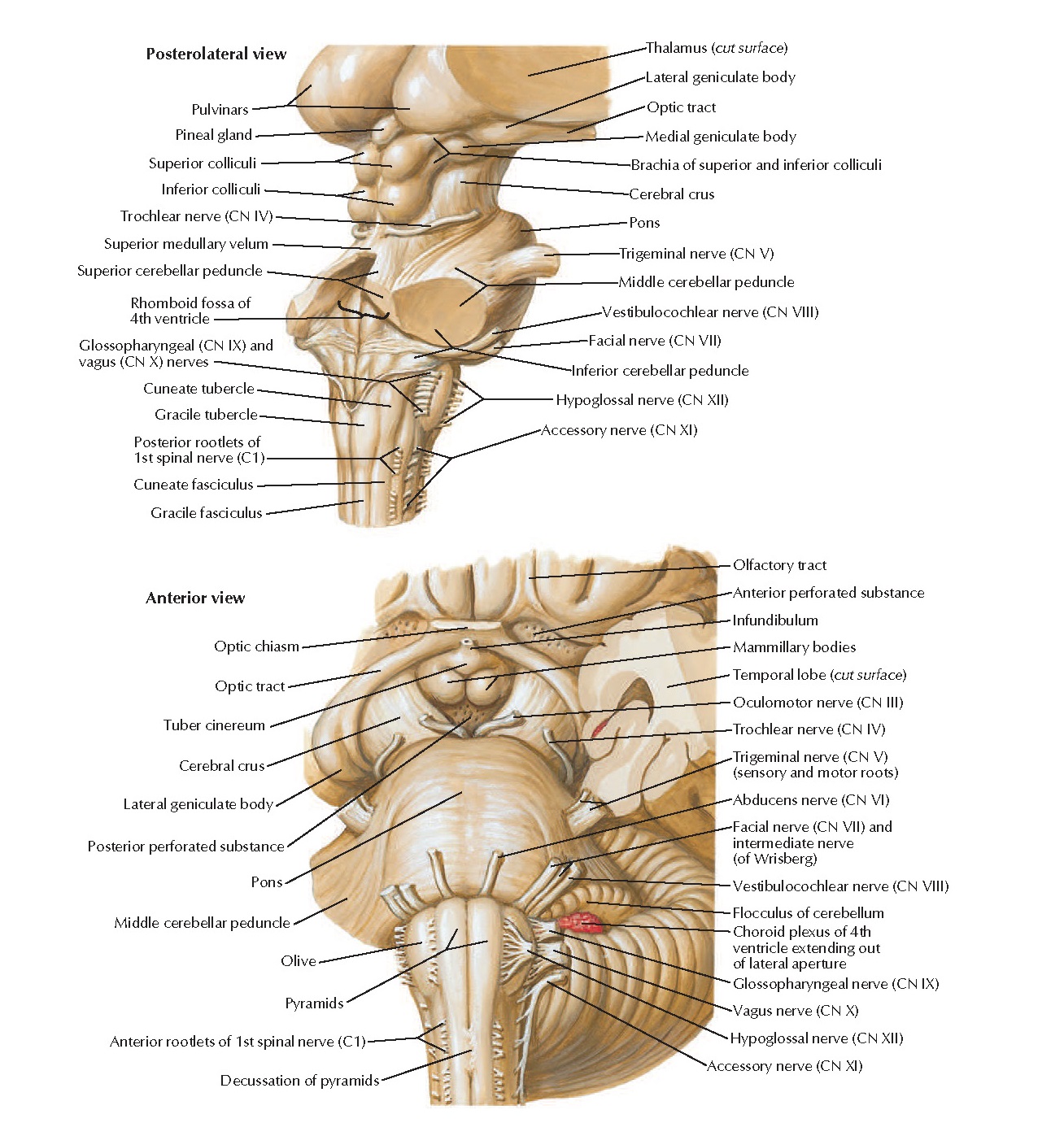 Brain Stem Anatomy - pediagenosis