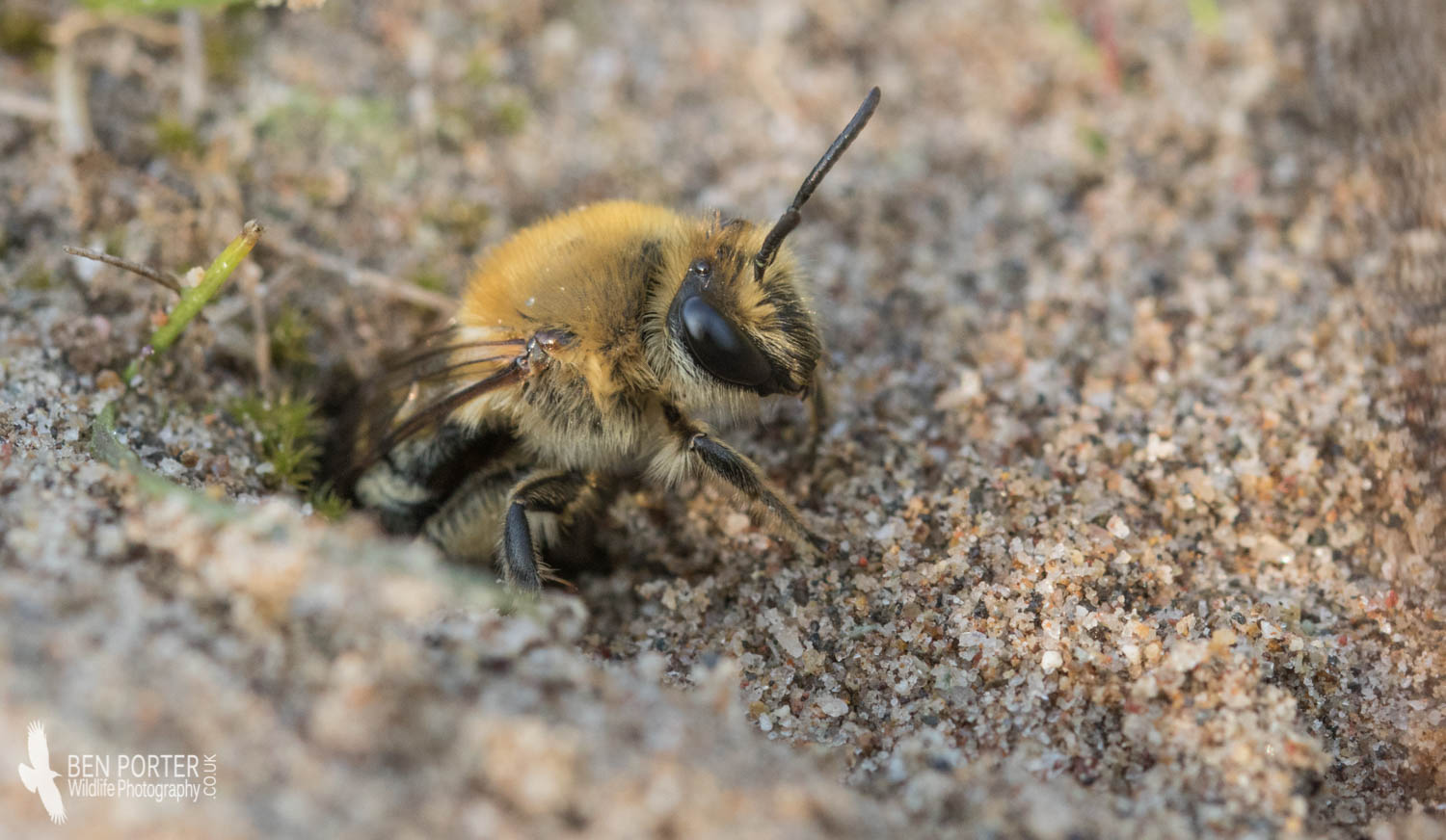 Ben Porter Wildlife Photography: The Ivy Mining Bee (Colletes hederae)