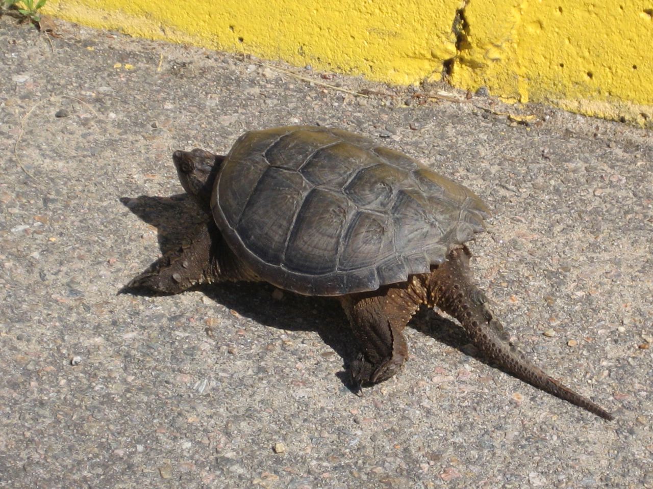Lac Simon "One Lake - One Chance": Tortue au Quai municipal