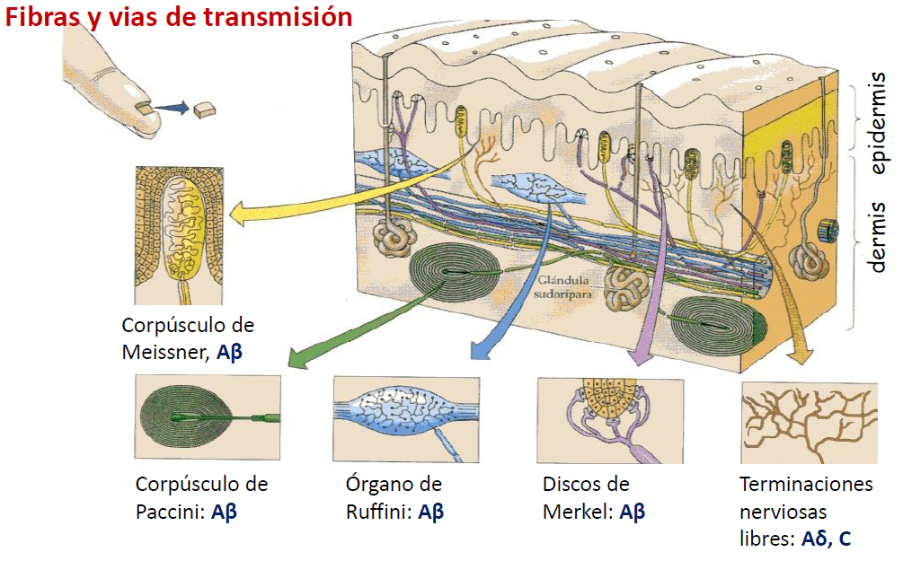 APRENDE y DISFRUTA con las CIENCIAS NATURALES: mayo 2016