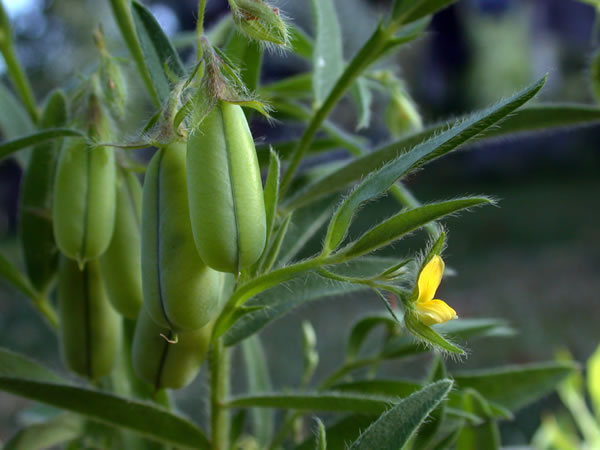 Maleza de Hoja ANCHA ~ Agronutrientes