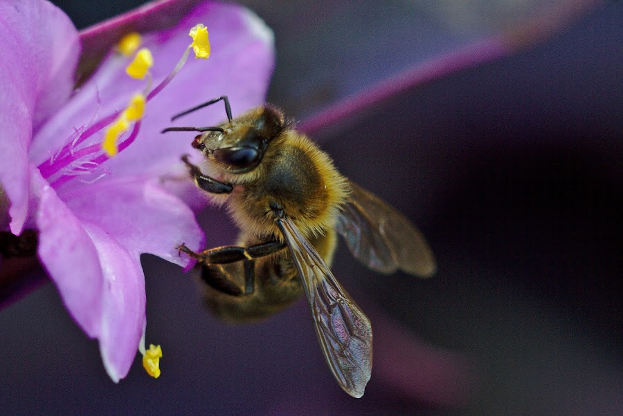 Consejos para cuidar y propagar la Setcreasea o Tradescantia pallida ...