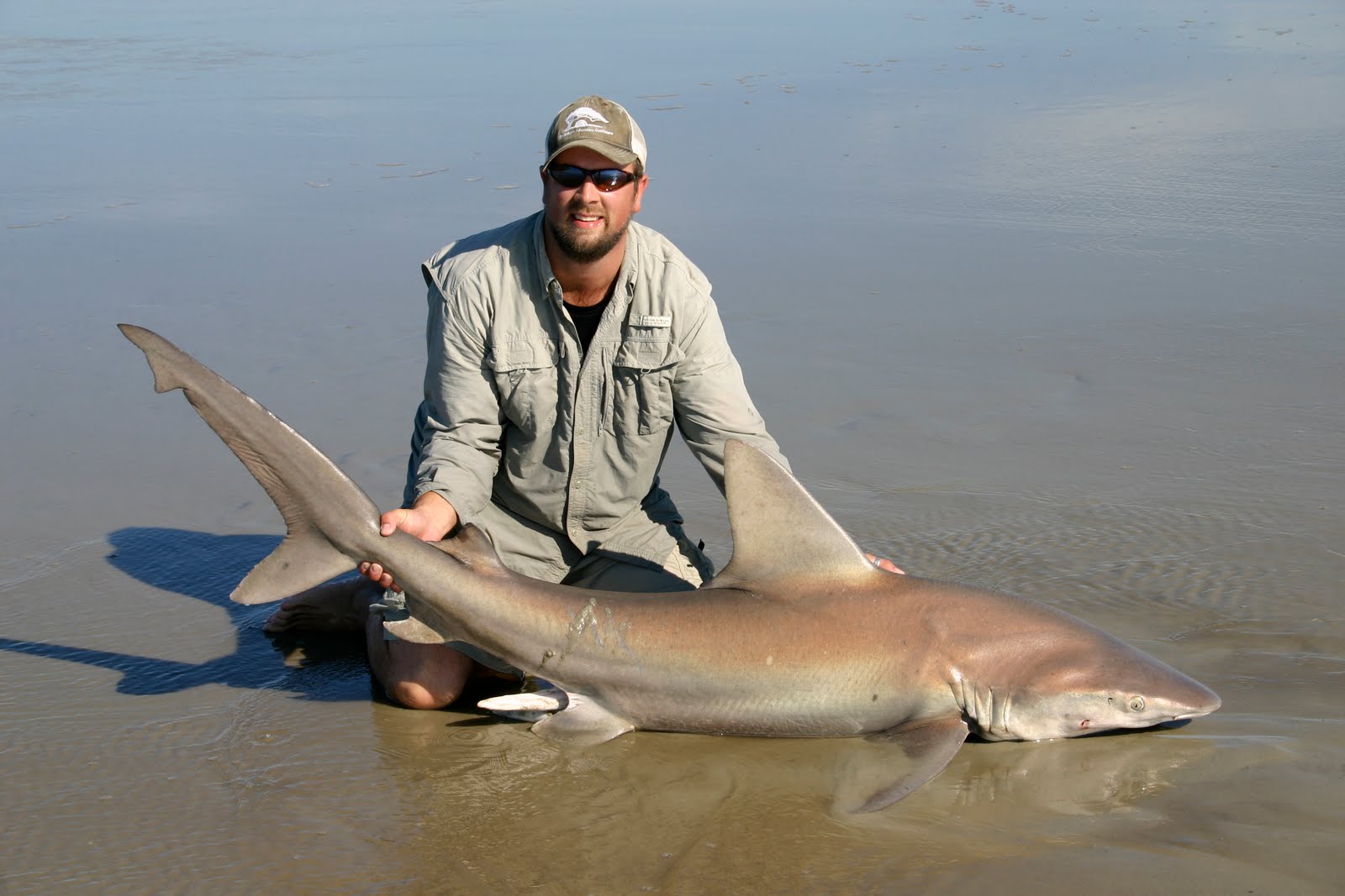 Info-Junction Blog: Sandbar Shark