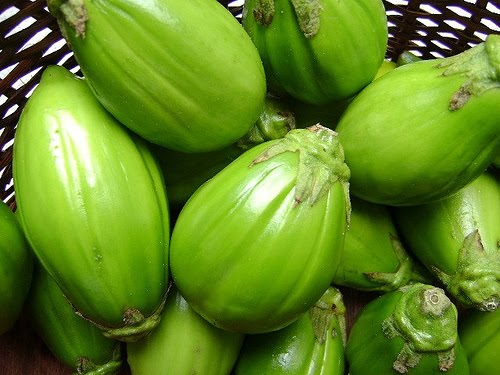 MANUAIS DE CULTIVO - PLANTAMUNDO: JILÓ - JILO - Solanum gilo