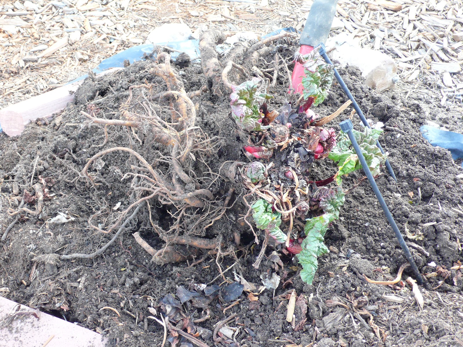 Big Yields: Dividing Rhubarb