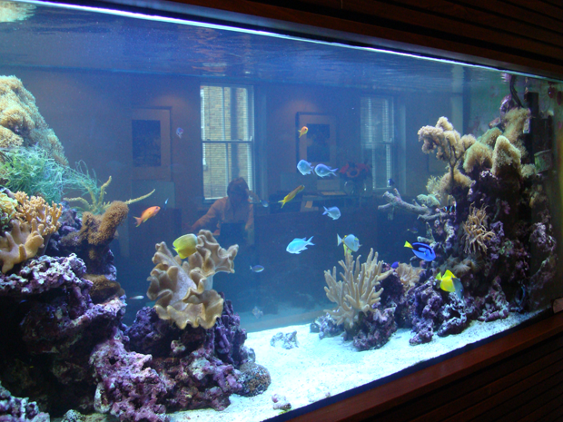 10 amazing aquariums