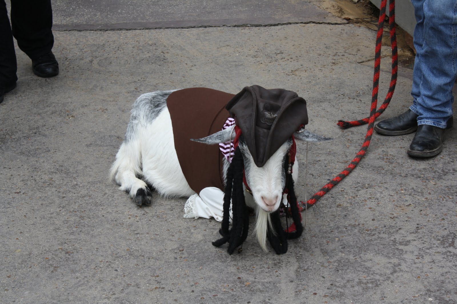 Kids and Mice: Captain Kid the pirate goat at Disneyland