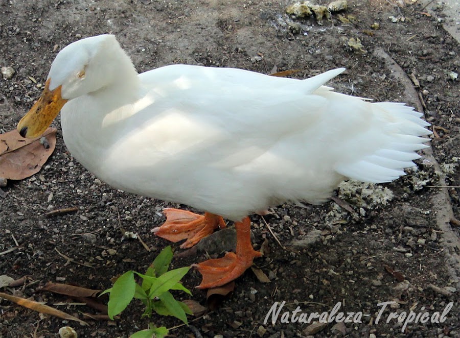 El Pato doméstico, Anas platyrhynchos domesticus | Mascotas
