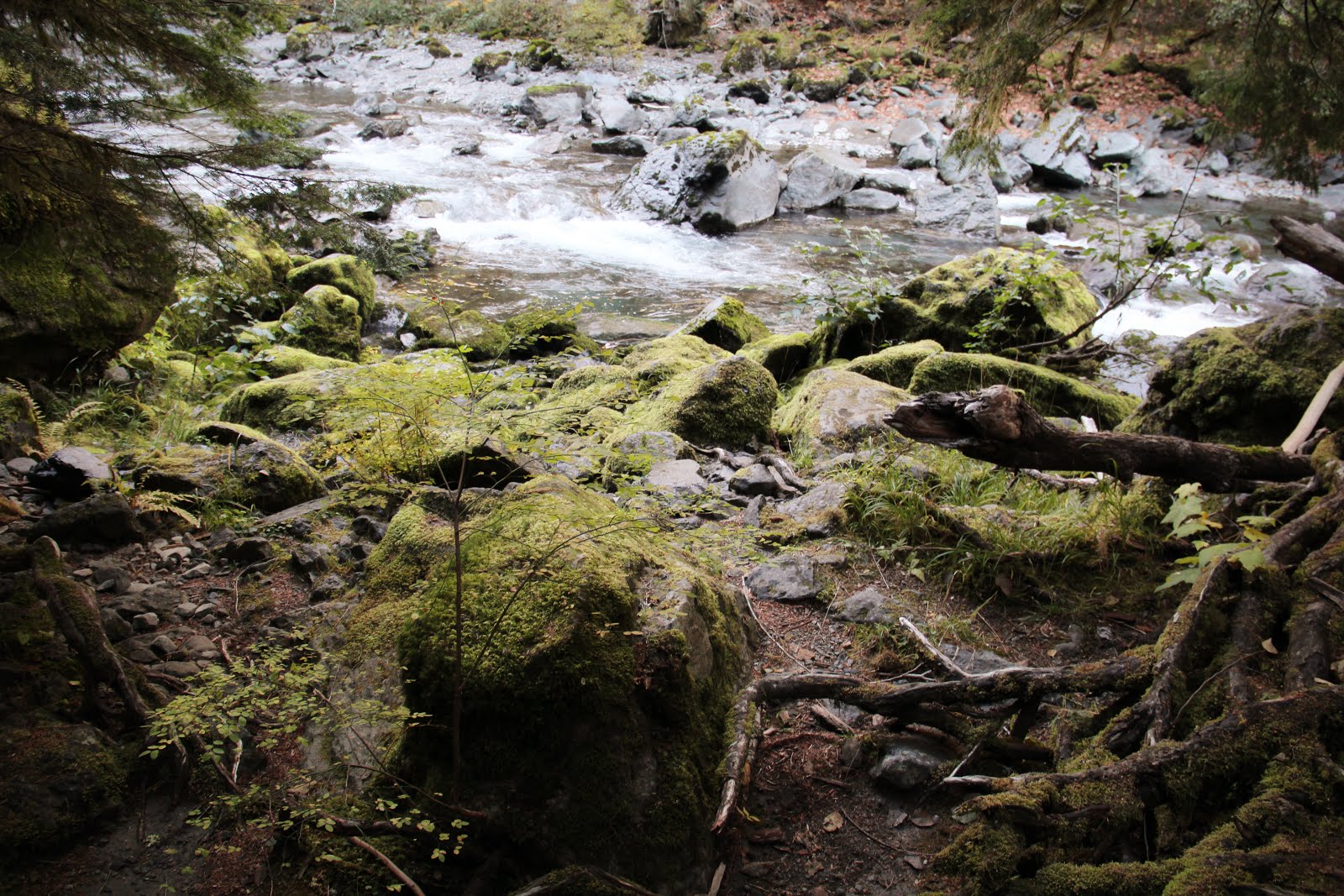 The Lovely Red Fox: Hiking Staircase — Olympic National Park