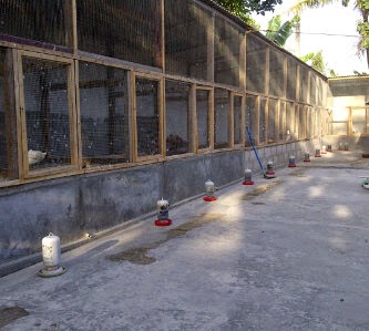 ANUGERAH PRODUCTAMA BIRD FARM: KANDANG MERPATI POS