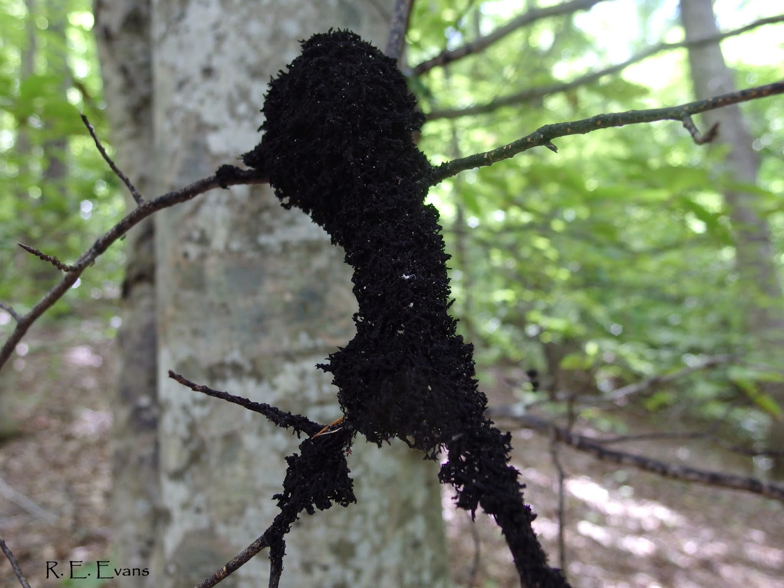 NC Plant Conservation & Beyond: Beech Blight