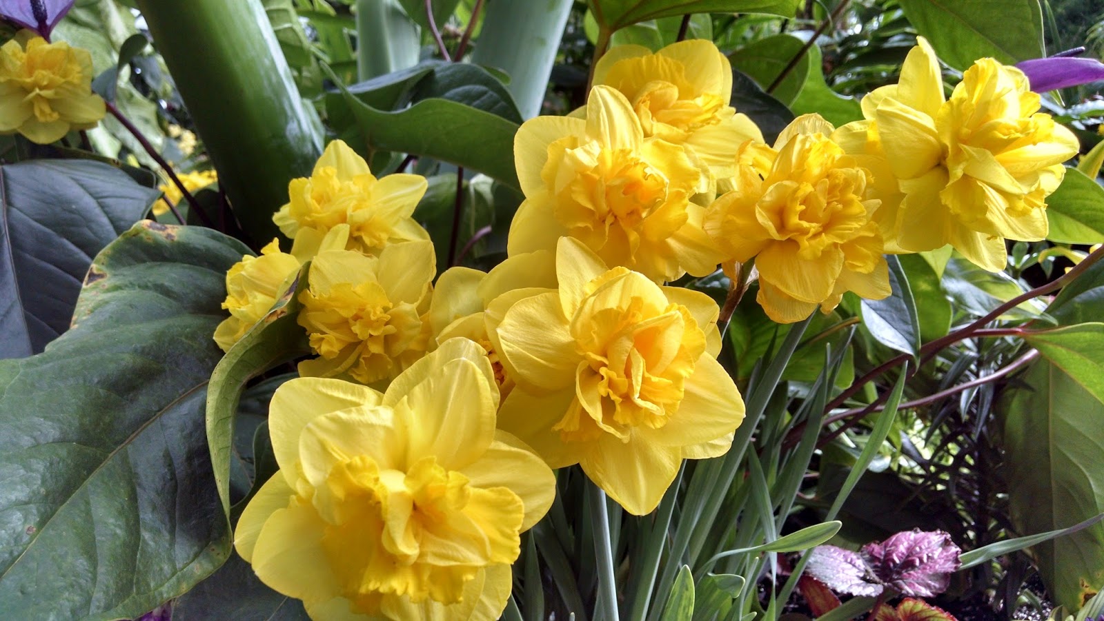 A Beautiful Spring Day at Biltmore House and Gardens and Conservatory