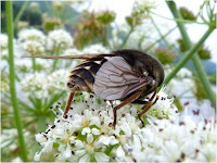 Insects of Scotland: Mosquitoes/Midges/Horseflies