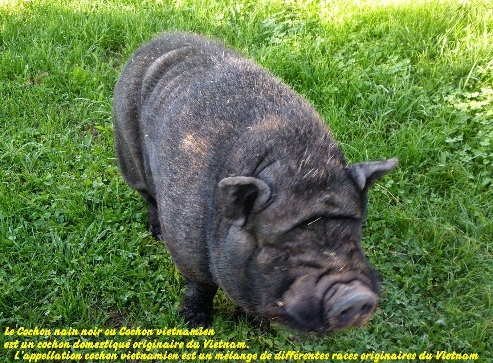 LES MILLE-PATTES DE SAINTONGE: RANDONNÉE DOMINICALE À PONT L'ABBÉ D ...