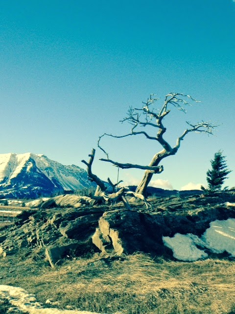 The view from here: The Burmis Tree