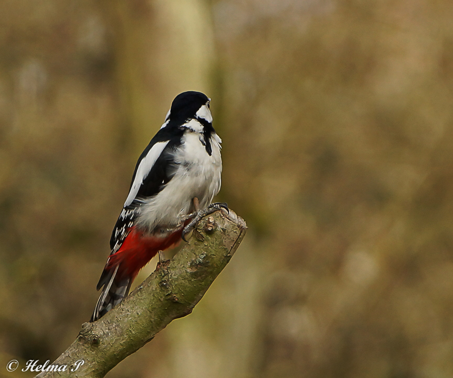 Helma's natuurfoto's: Grote Bonte Specht (Dendrocopos major)......