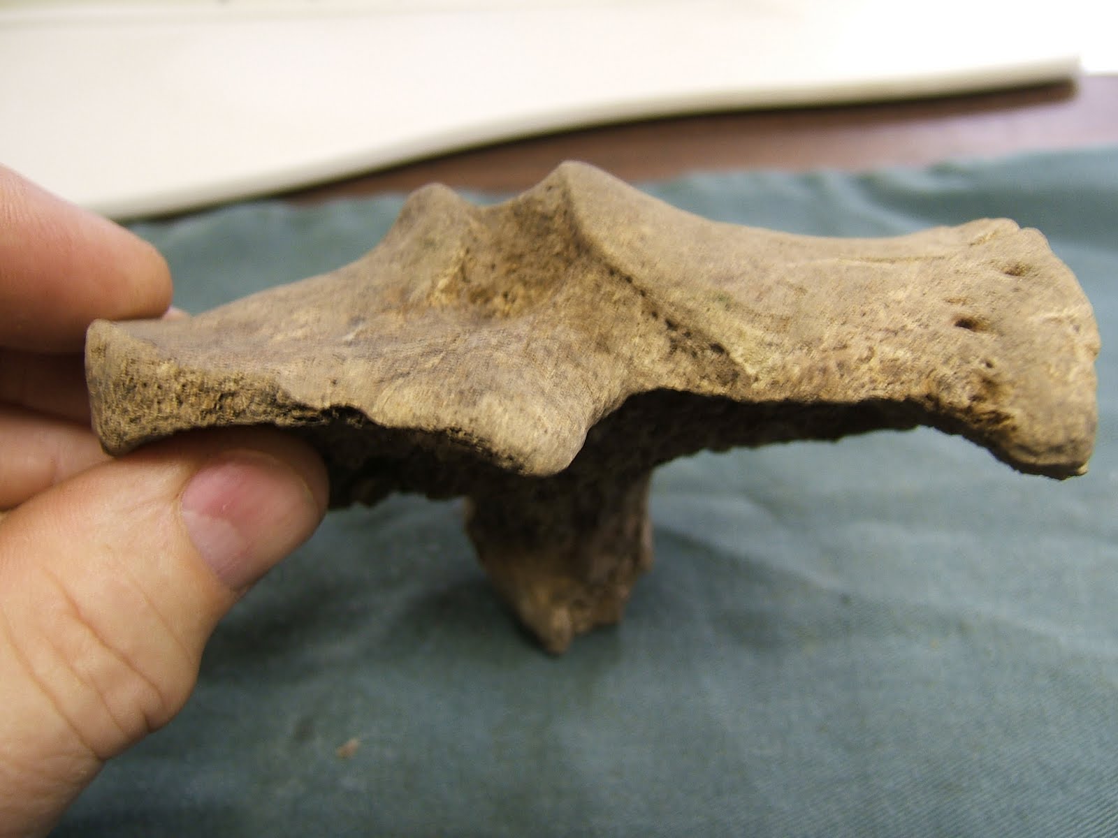Incoming BYTES: Bone People: Are we just along for the Ride
