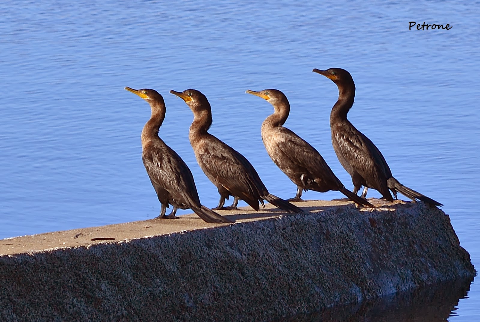 Aves de La Floresta: Biguá