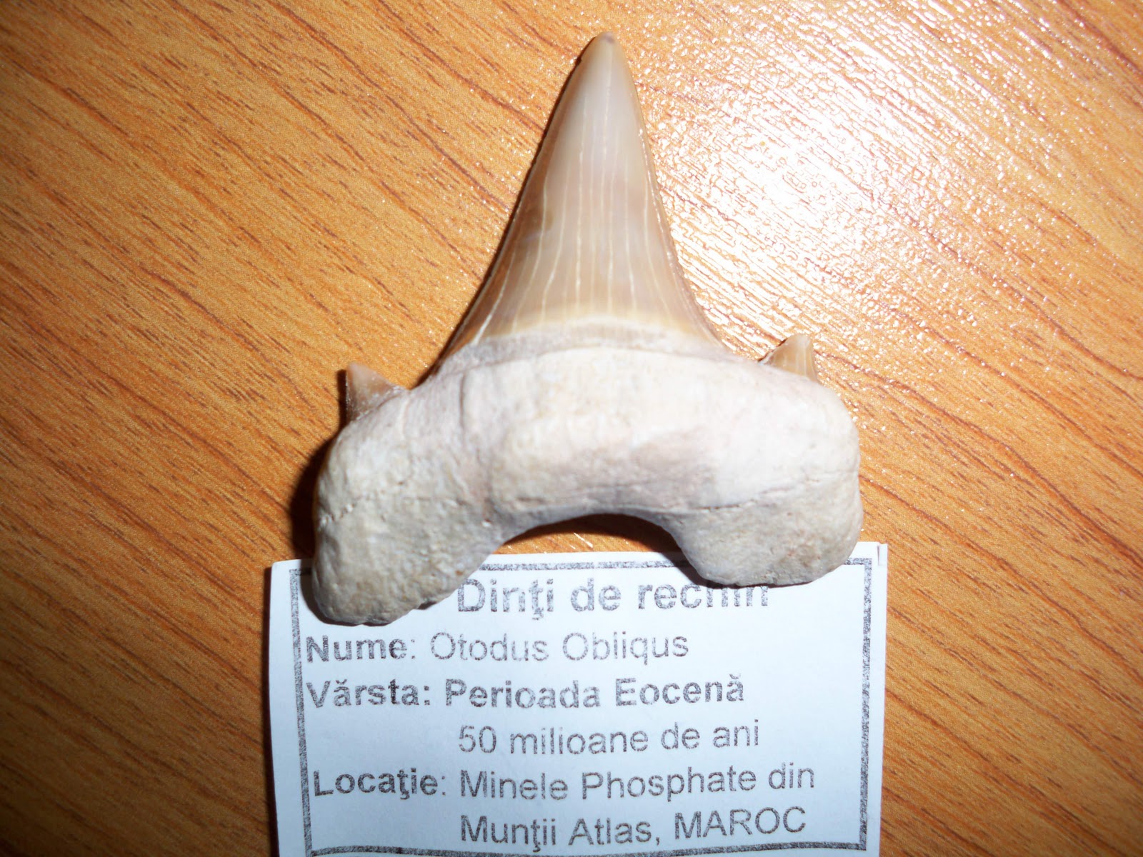 Fosile,Minerale,Roci: Ultimele achizitii din 2011