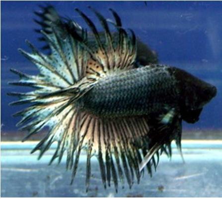 Betta Malaya Farm: Pengenalan Ikan Pelaga (Betta Fish)