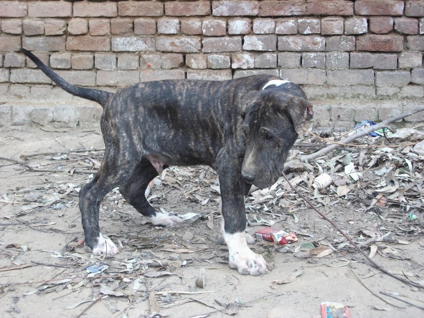 Indian Mastiff: Indian Mastiff Photos