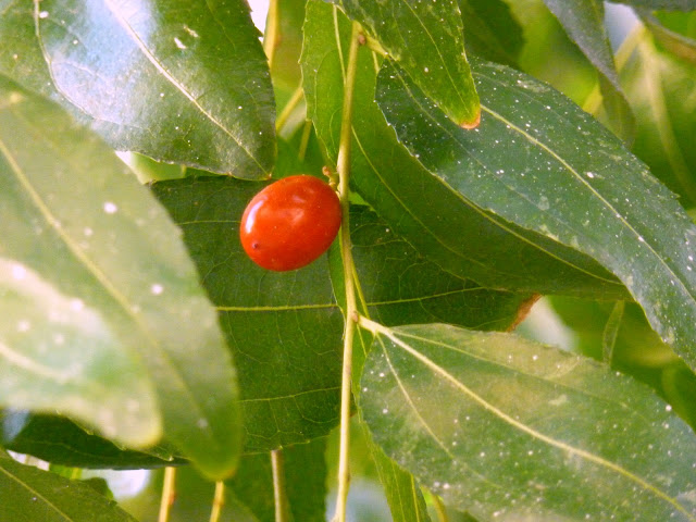 Árboles con alma: Jinjolero. Azufaifo. Ginjoler. (Zizyphus jujuba)