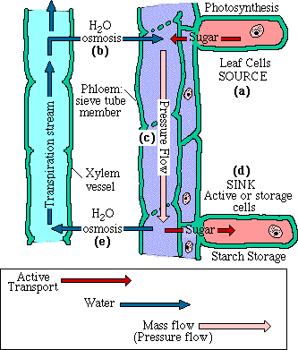 #41 Transport In phloem | Biology Notes for A level