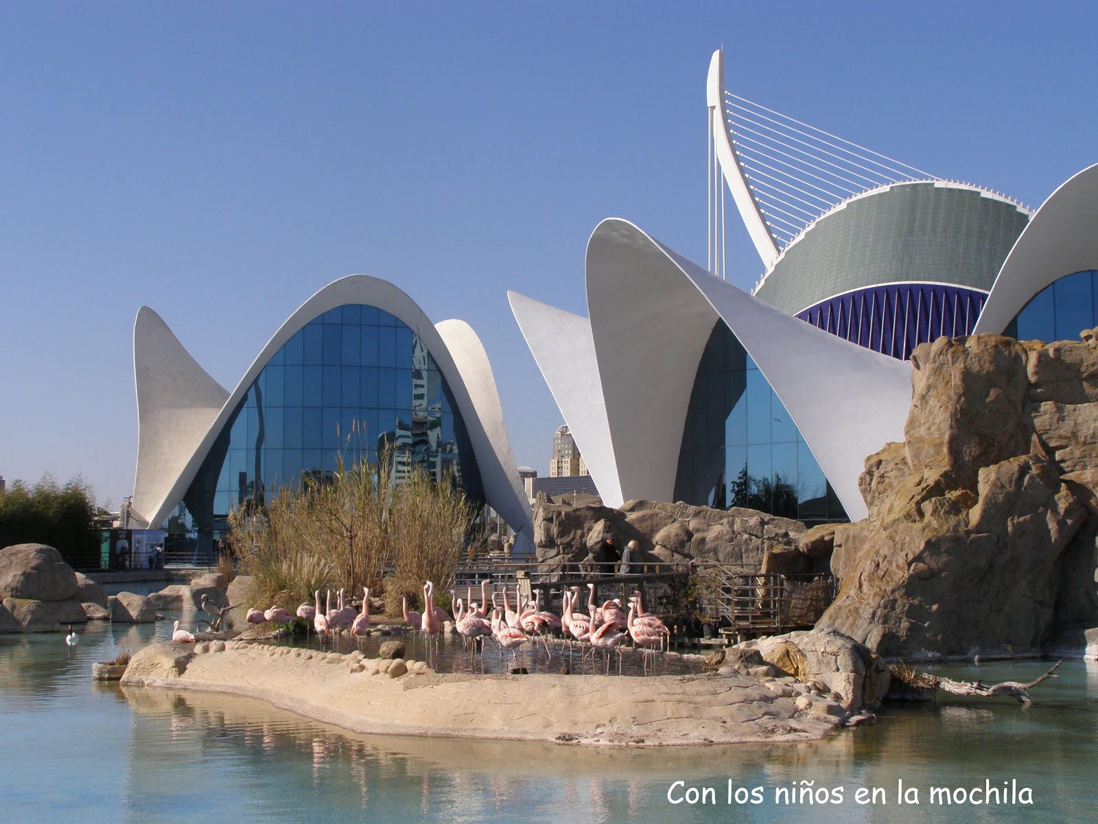 Fotos Del Oceanografic De Valencia