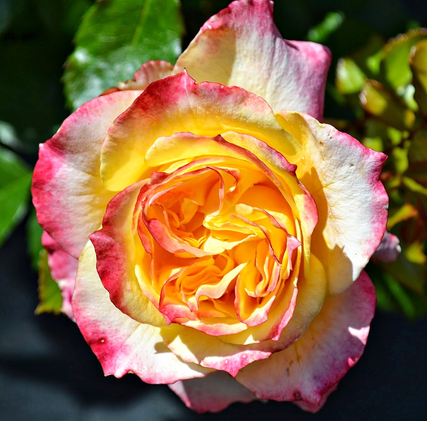 The Outlaw Gardener: Visiting Raft Island Roses