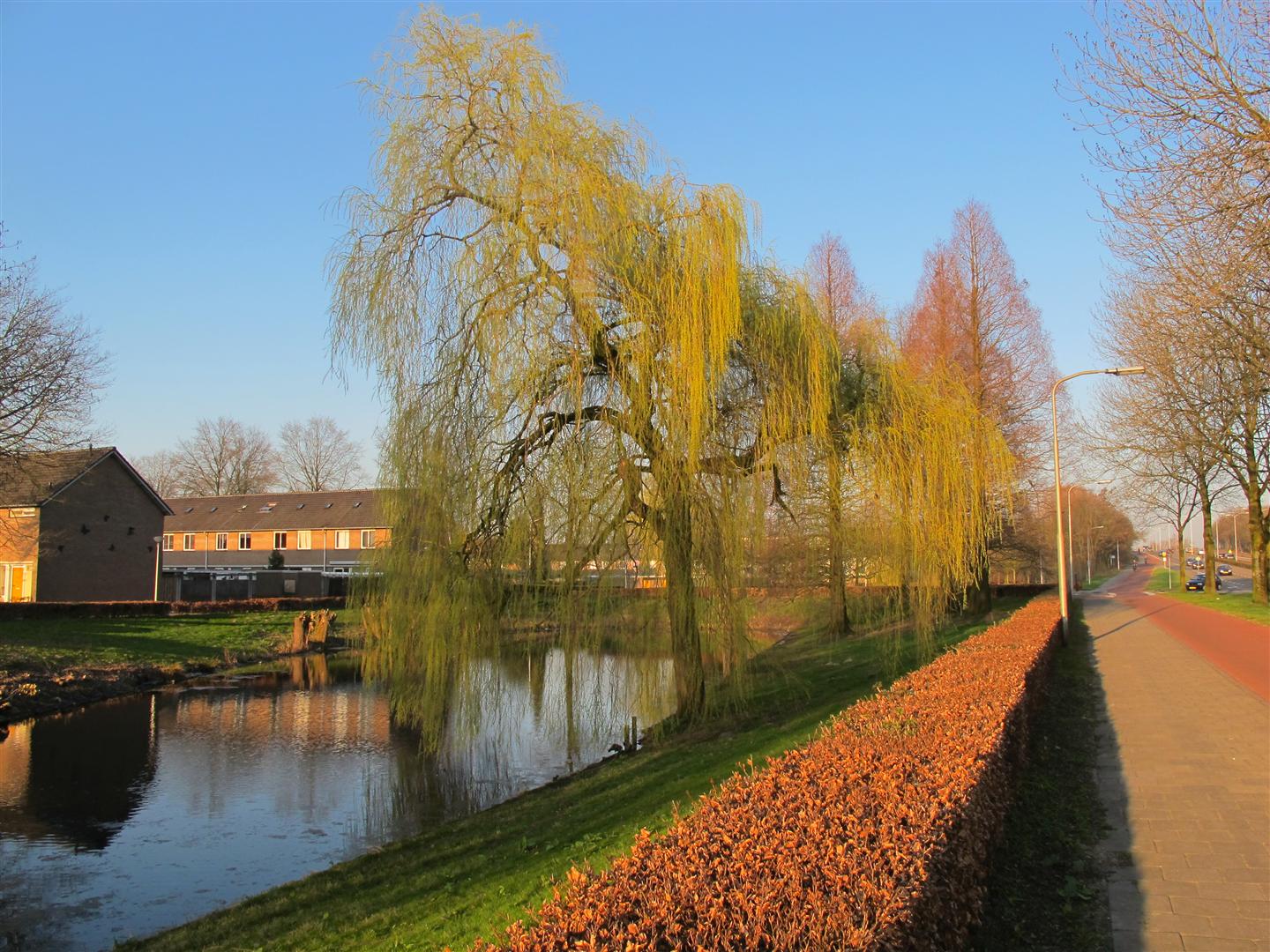 bomengids.nl: eind maart: eerste grote boom met lenteblad is de Gele ...