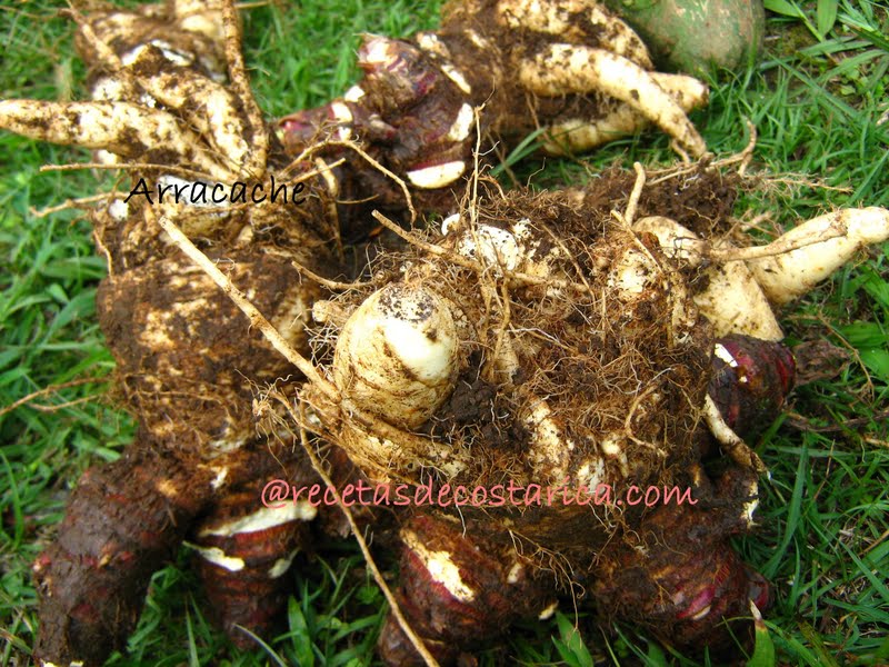 Cocina Costarricense: arrechas (arepas de arracache)