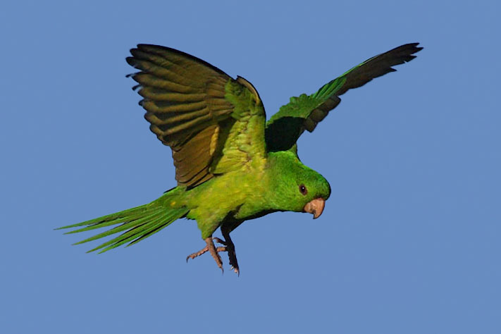 Bellas Aves de El Salvador: Psittacara strenuusAratinga strenua (perico ...