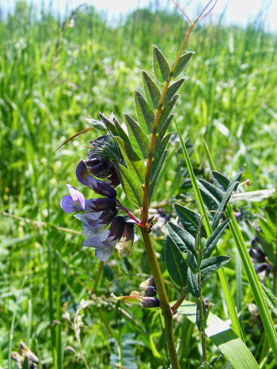 Loire Valley Nature: Bush Vetch Vicia sepium