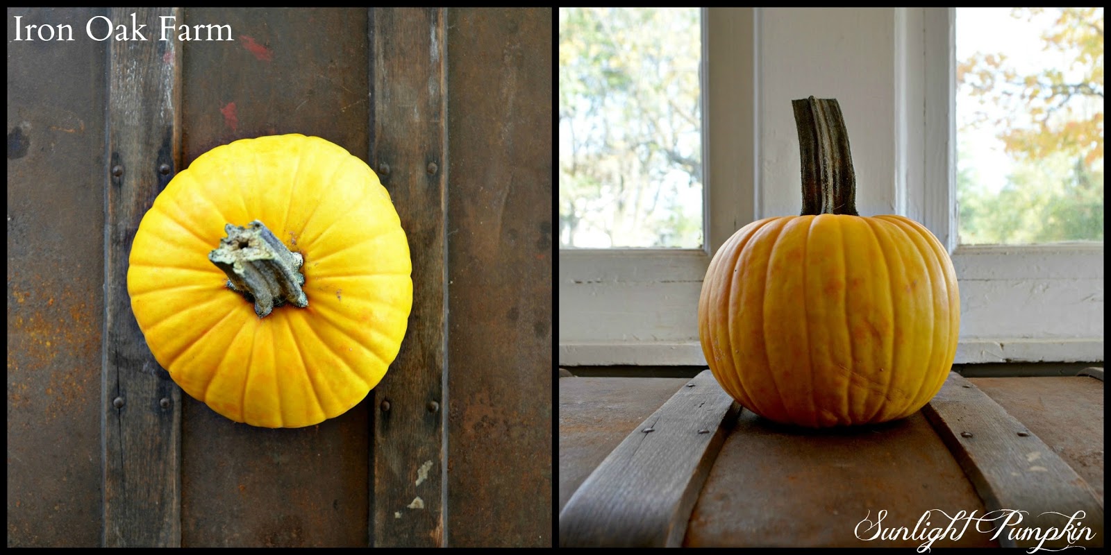 Iron Oak Farm: Sunlight Pumpkin