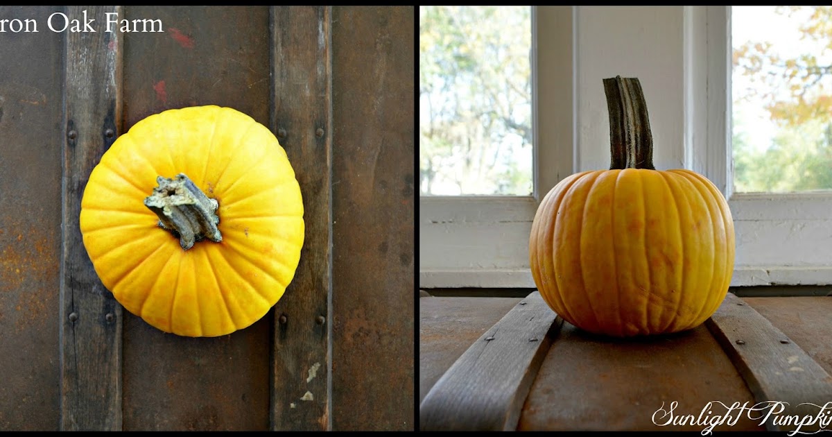 Iron Oak Farm: Sunlight Pumpkin
