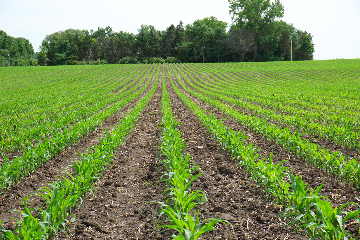 Taken For Granted: Corn Rows